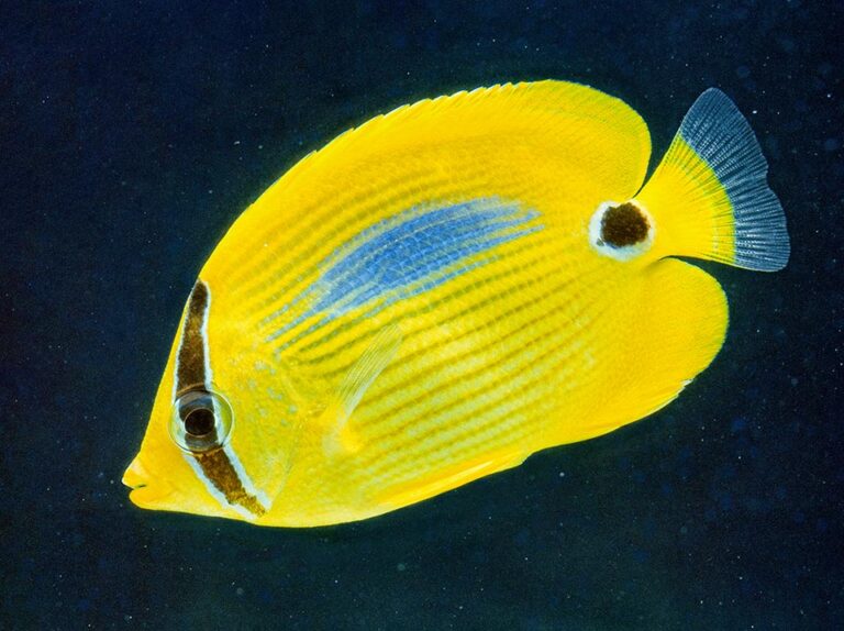 Chaetodon plebeius - Monaco Nature Encyclopedia