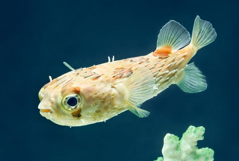 Diodon holocanthus - Monaco Nature Encyclopedia