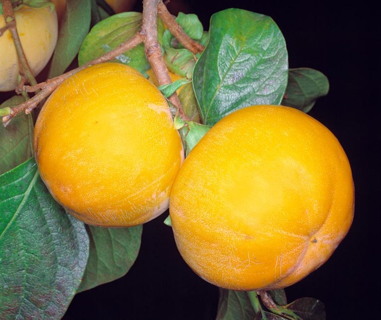 Diospyros kaki - Monaco Nature Encyclopedia