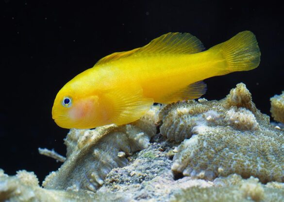 Gobiodon okinawae - Monaco Nature Encyclopedia