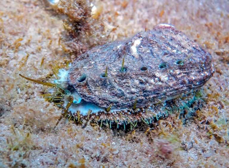 Haliotis tuberculata - Monaco Nature Encyclopedia