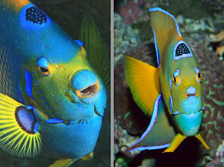 Holacanthus ciliaris - Monaco Nature Encyclopedia