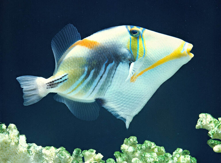 Rhinecanthus aculeatus - Monaco Nature Encyclopedia