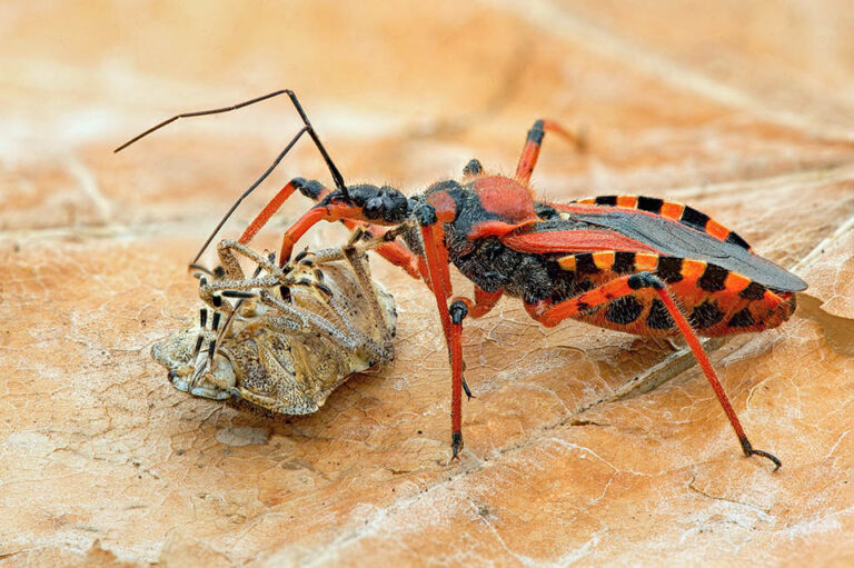 Rhynocoris iracundus - Monaco Nature Encyclopedia