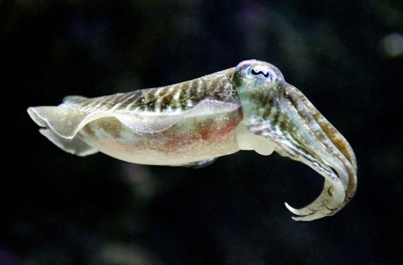 Sepia officinalis - Monaco Nature Encyclopedia