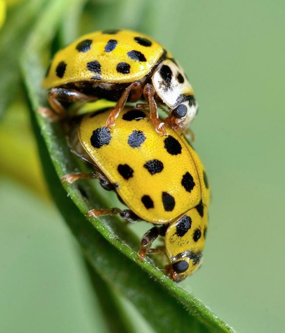 Psyllobora vigintiduopunctata - Monaco Nature Encyclopedia