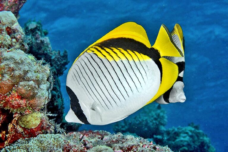 Chaetodon lineolatus - Monaco Nature Encyclopedia