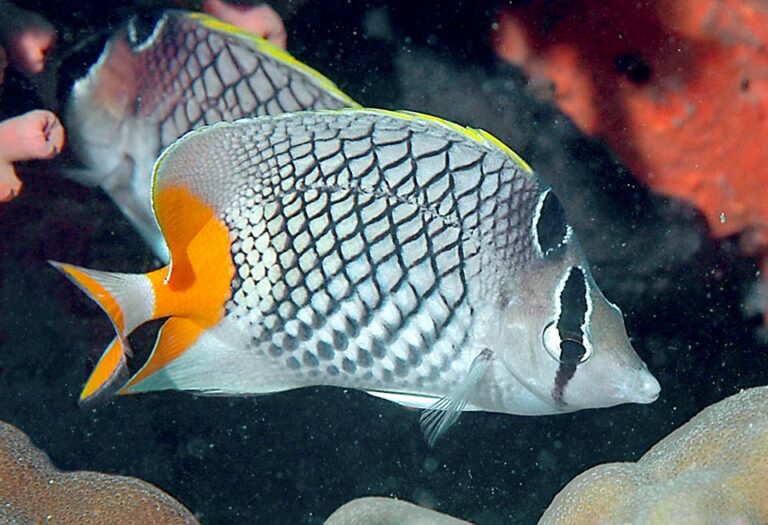 Chaetodon xanthurus - Monaco Nature Encyclopedia