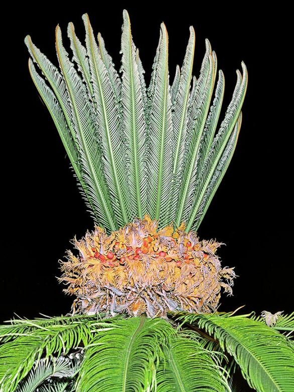 Cycas revoluta - Monaco Nature Encyclopedia
