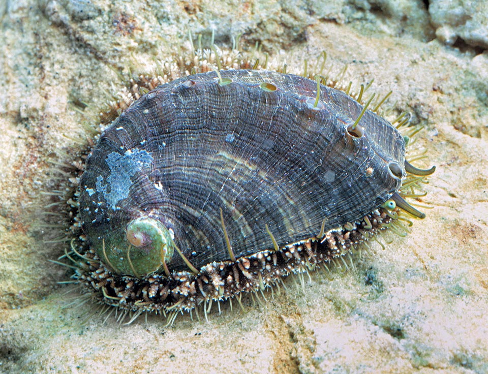Haliotis tuberculata - Monaco Nature Encyclopedia