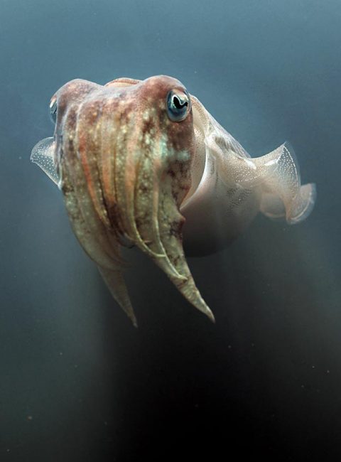 Sepia officinalis - Monaco Nature Encyclopedia