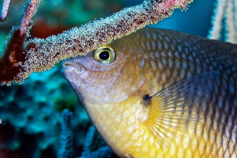 Stegastes planifrons - Monaco Nature Encyclopedia