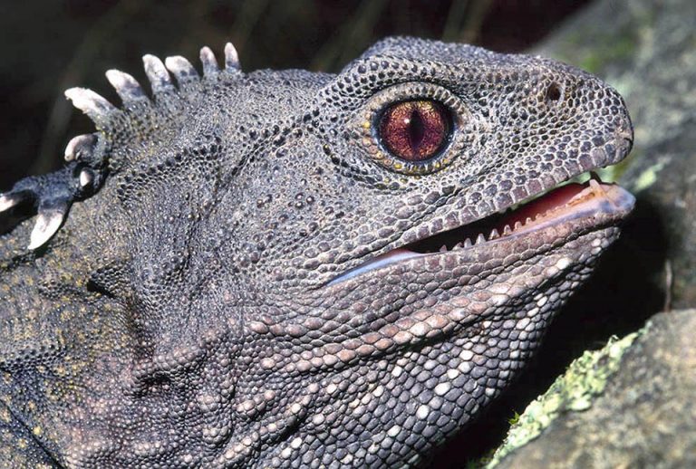 Sphenodon punctatus - Monaco Nature Encyclopedia