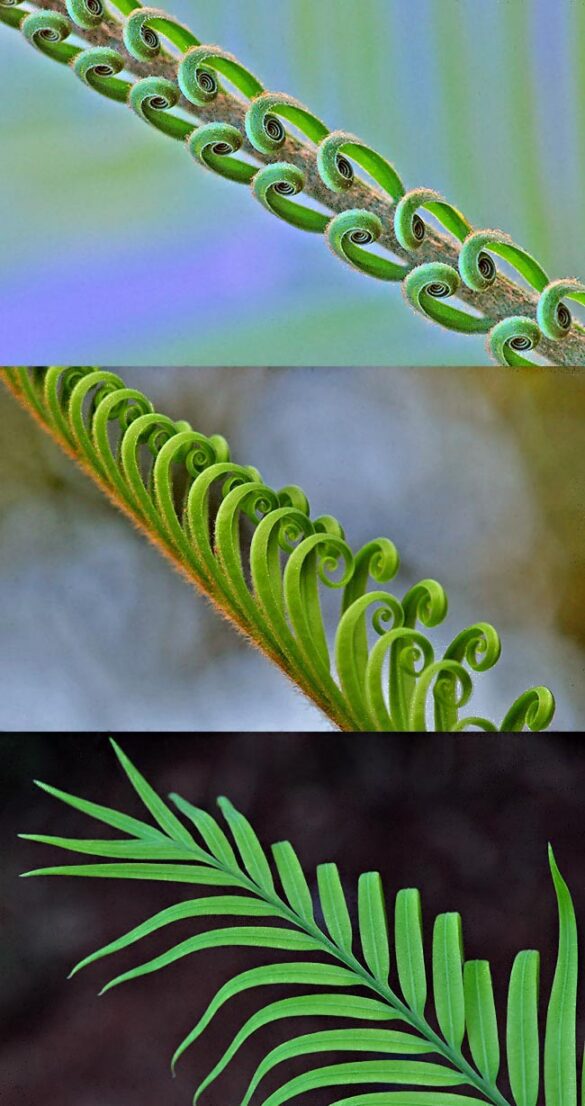Cycas circinalis - Monaco Nature Encyclopedia