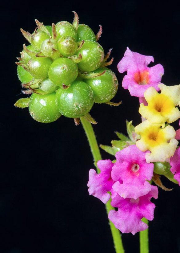Verbenaceae - Monaco Nature Encyclopedia