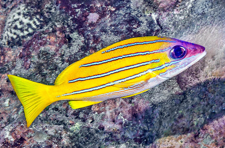 Lutjanus kasmira - Monaco Nature Encyclopedia