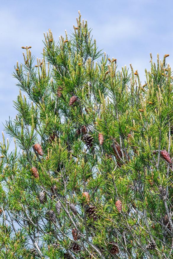 Pinus halepensis - Monaco Nature Encyclopedia