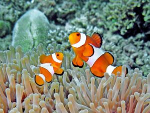 Osteichthyes - Monaco Nature Encyclopedia