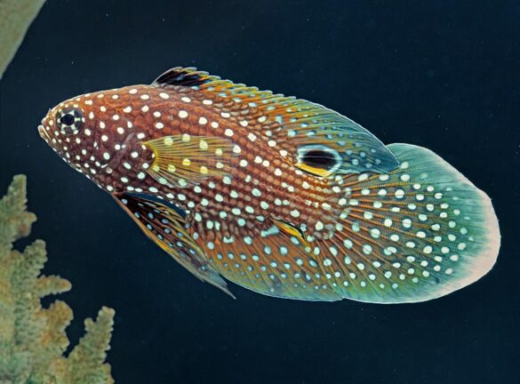 Calloplesiops altivelis - Monaco Nature Encyclopedia