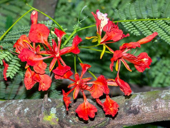 Delonix regia - Monaco Nature Encyclopedia