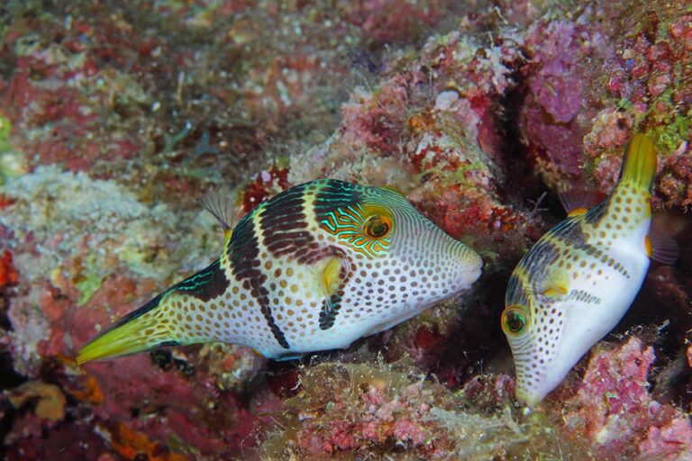 Canthigaster valentini - Monaco Nature Encyclopedia