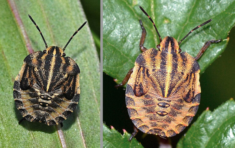 Graphosoma italicum - Monaco Nature Encyclopedia