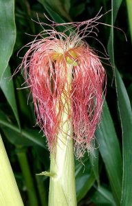 Zea mays - Monaco Nature Encyclopedia