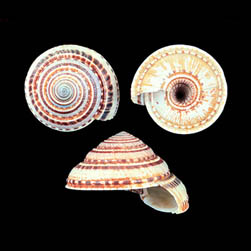 Architectonica perspectiva - Monaco Nature Encyclopedia