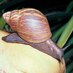 Achatina achatina - Monaco Nature Encyclopedia