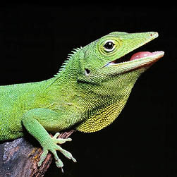 Sauria Archivi - Monaco Nature Encyclopedia