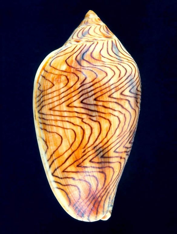 Amoria undulata - Monaco Nature Encyclopedia