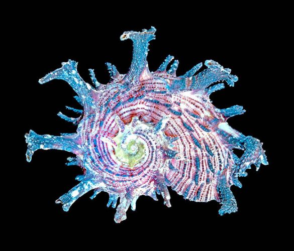 Angaria melanacantha - Monaco Nature Encyclopedia