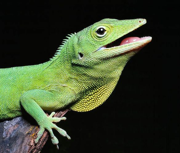 Anolis garmani - Monaco Nature Encyclopedia