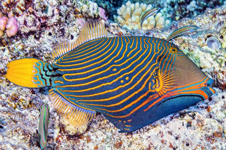 Balistapus undulatus - Monaco Nature Encyclopedia