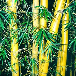 Bambusa vulgaris - Monaco Nature Encyclopedia