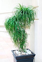 Beaucarnea recurvata - Monaco Nature Encyclopedia