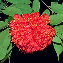 Brownea ariza - Monaco Nature Encyclopedia