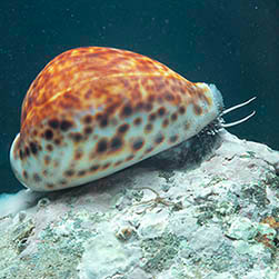 Cypraea tigris - Monaco Nature Encyclopedia