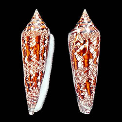 Conus bengalensis - Monaco Nature Encyclopedia