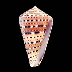 Conus genuanus - Monaco Nature Encyclopedia