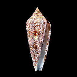 Conus gloriamaris - Monaco Nature Encyclopedia