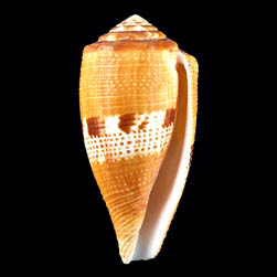 Mollusca Archivi - Monaco Nature Encyclopedia