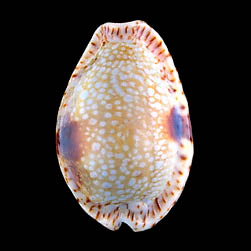 Naria nebrites - Monaco Nature Encyclopedia