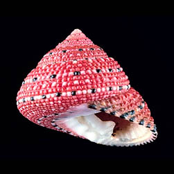 Clanculus pharaonius - Monaco Nature Encyclopedia