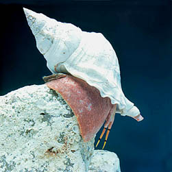 Charonia lampas - Monaco Nature Encyclopedia