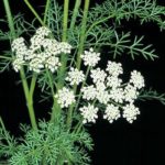 Carum carvi - Monaco Nature Encyclopedia
