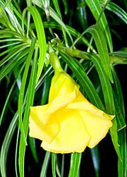 Cascabela thevetia - Monaco Nature Encyclopedia