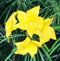 Cascabela thevetioides - Monaco Nature Encyclopedia