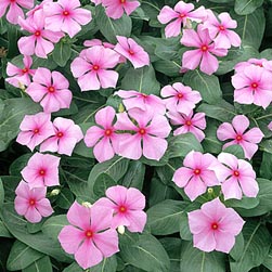 Catharanthus roseus - Monaco Nature Encyclopedia