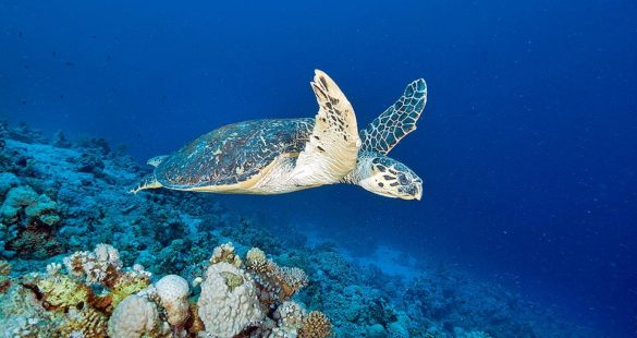 Chelonia mydas - Monaco Nature Encyclopedia